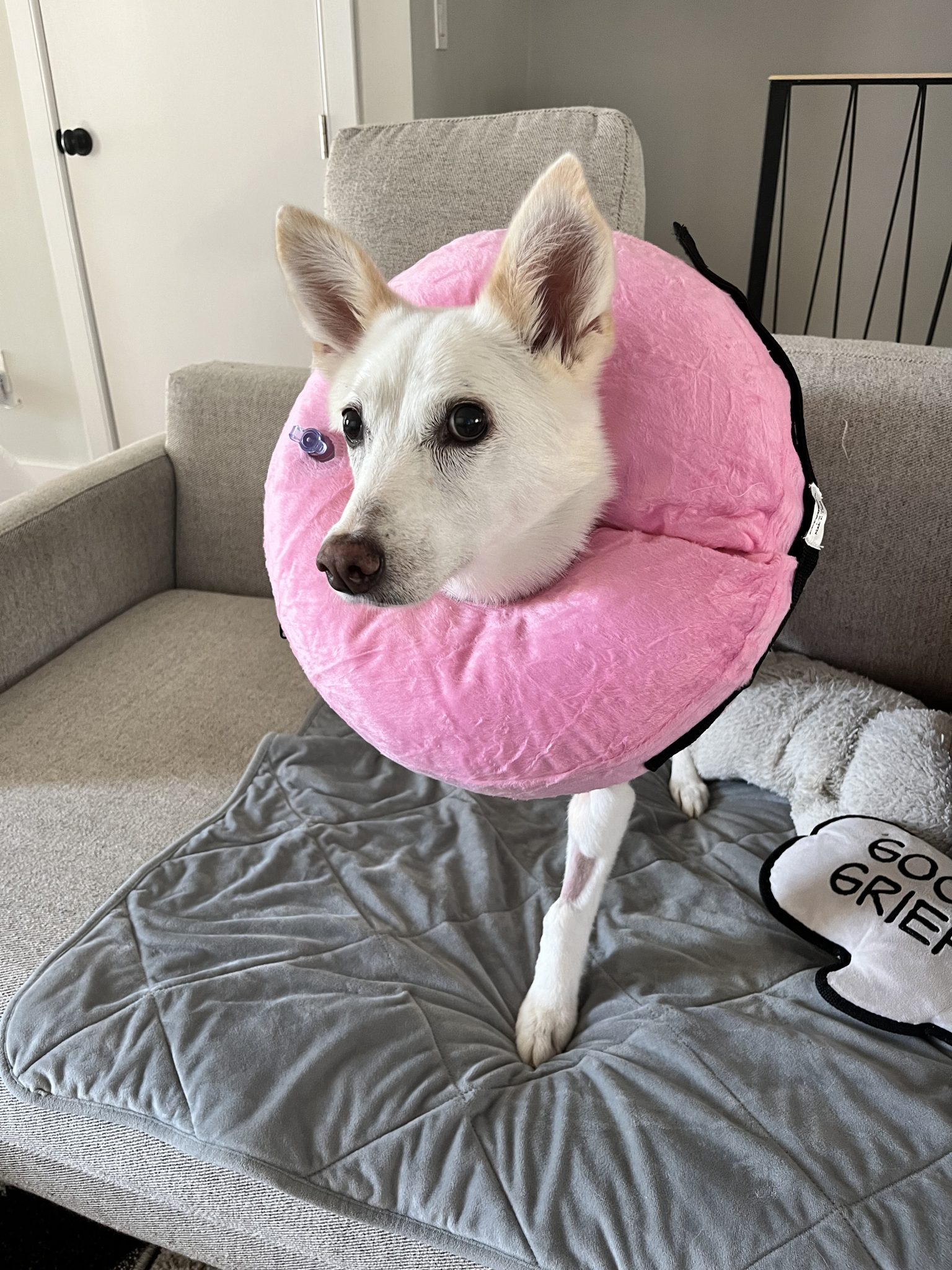 Stem cell and Platelet Rich Plasma (PRP) therapy. – nora